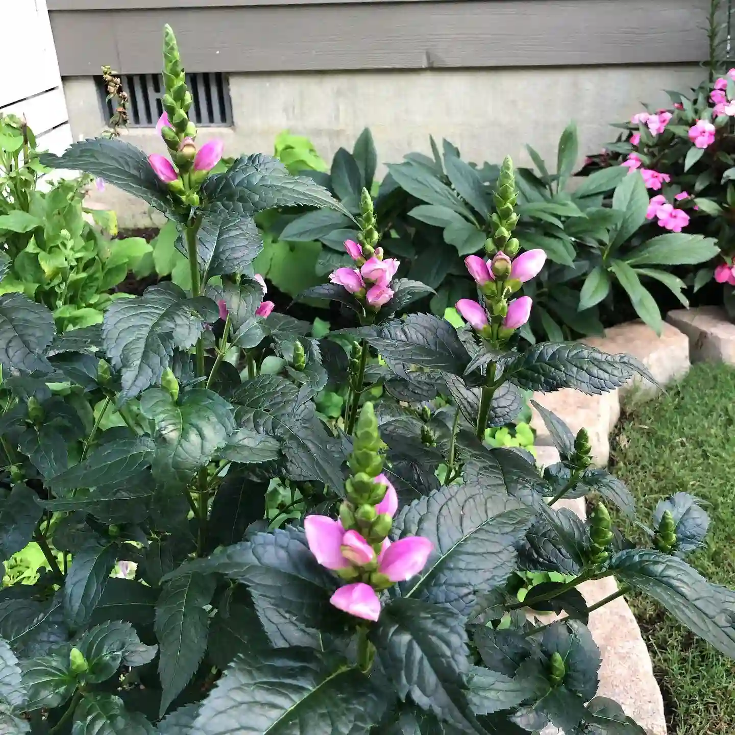 Plant FAQs: Chelone Tiny Tortuga