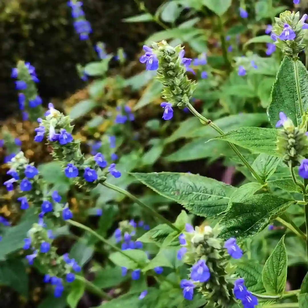 Plant FAQs: Chia Plant - Salvia Hispanica
