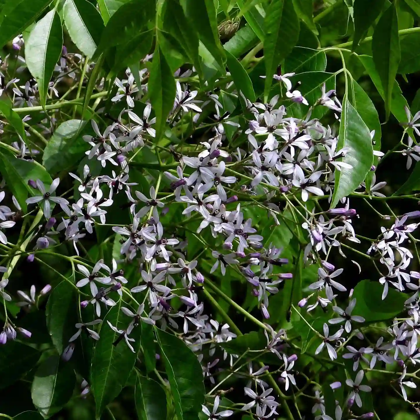 Plant FAQs: Chinaberry - Melia Azedarach