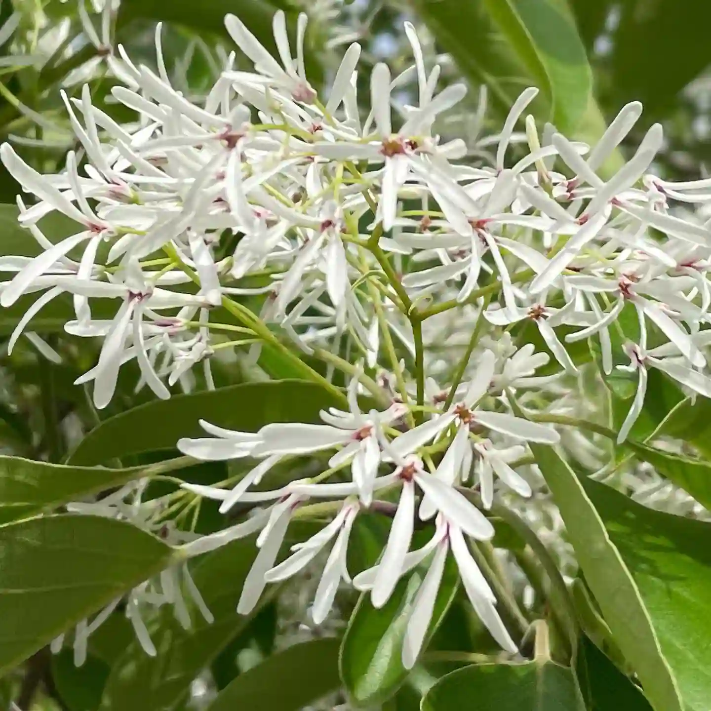 Plant FAQs: Chionanthus Retusus - Chinese Fringe Tree