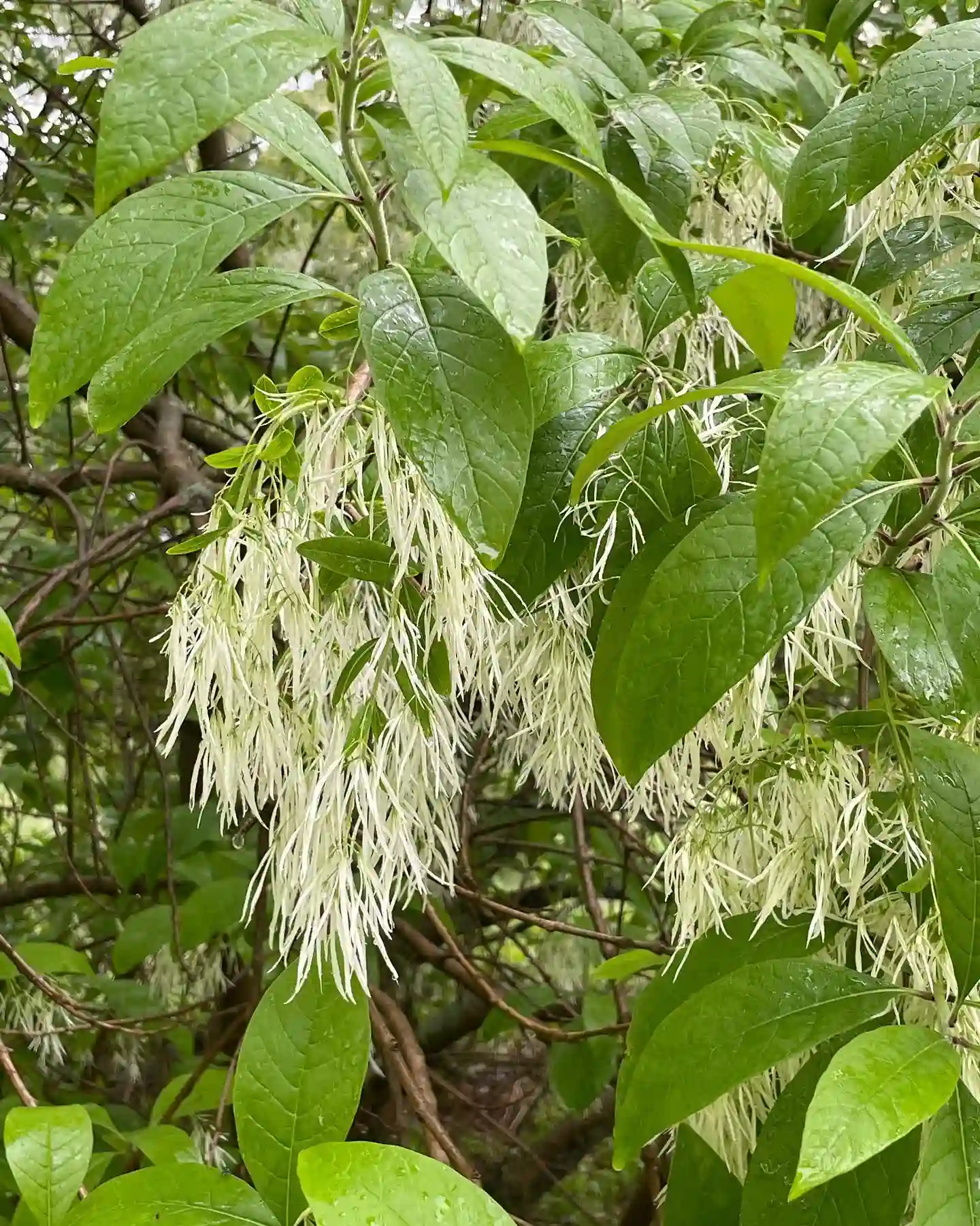 Plant FAQs: Chionanthus Virginicus