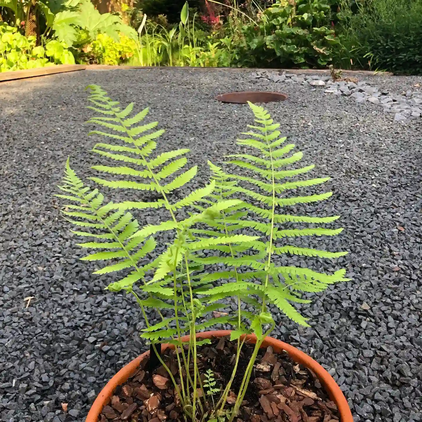 Plant FAQs: Christella Normalis - Pelazoneuron Kunthii