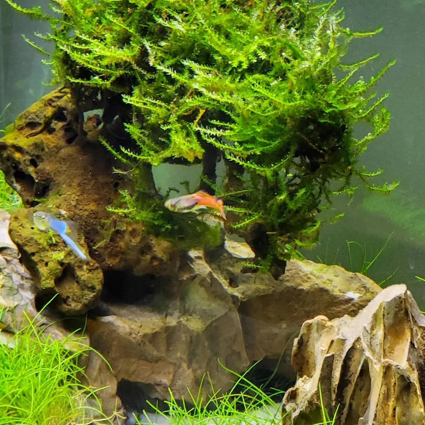 Plant FAQs: Christmas Moss - Vesicularia Montagnei