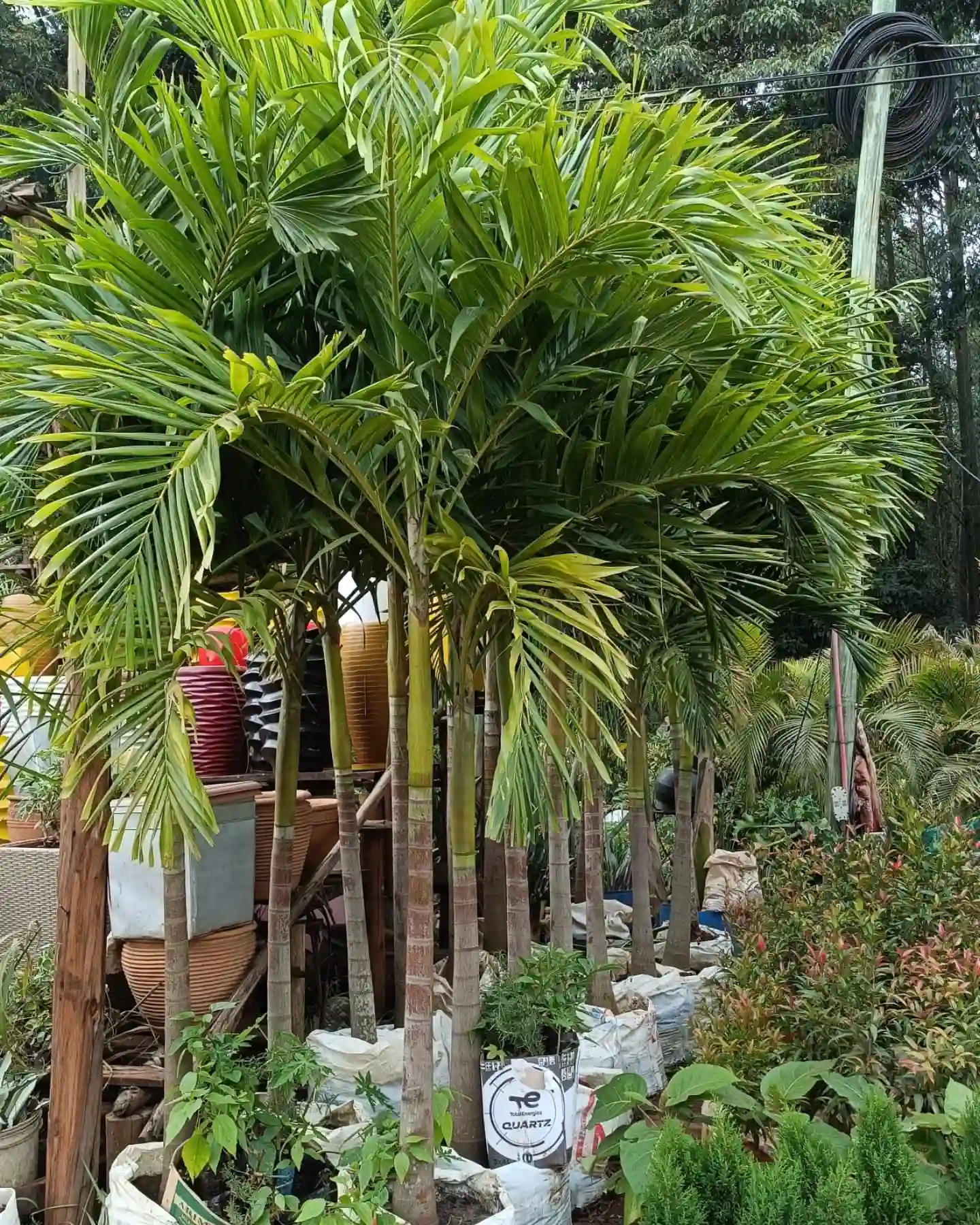 Plant FAQs: Christmas Palm - Veitchia Merrillii - Adonidia Nerrillii
