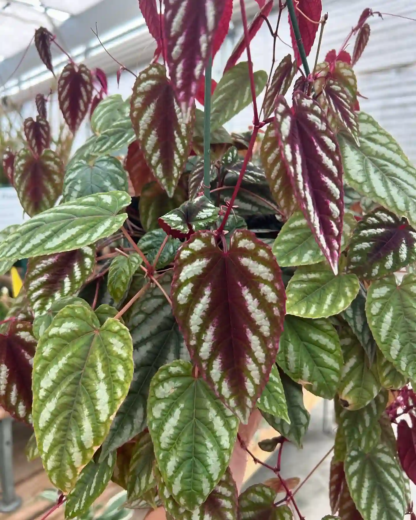 Plant FAQs: Cissus Discolor