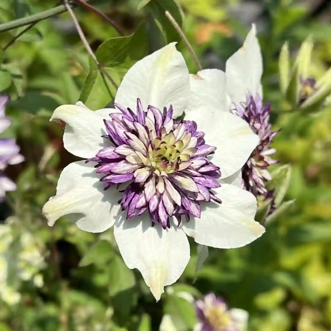 Plant FAQs: Clematis Florida