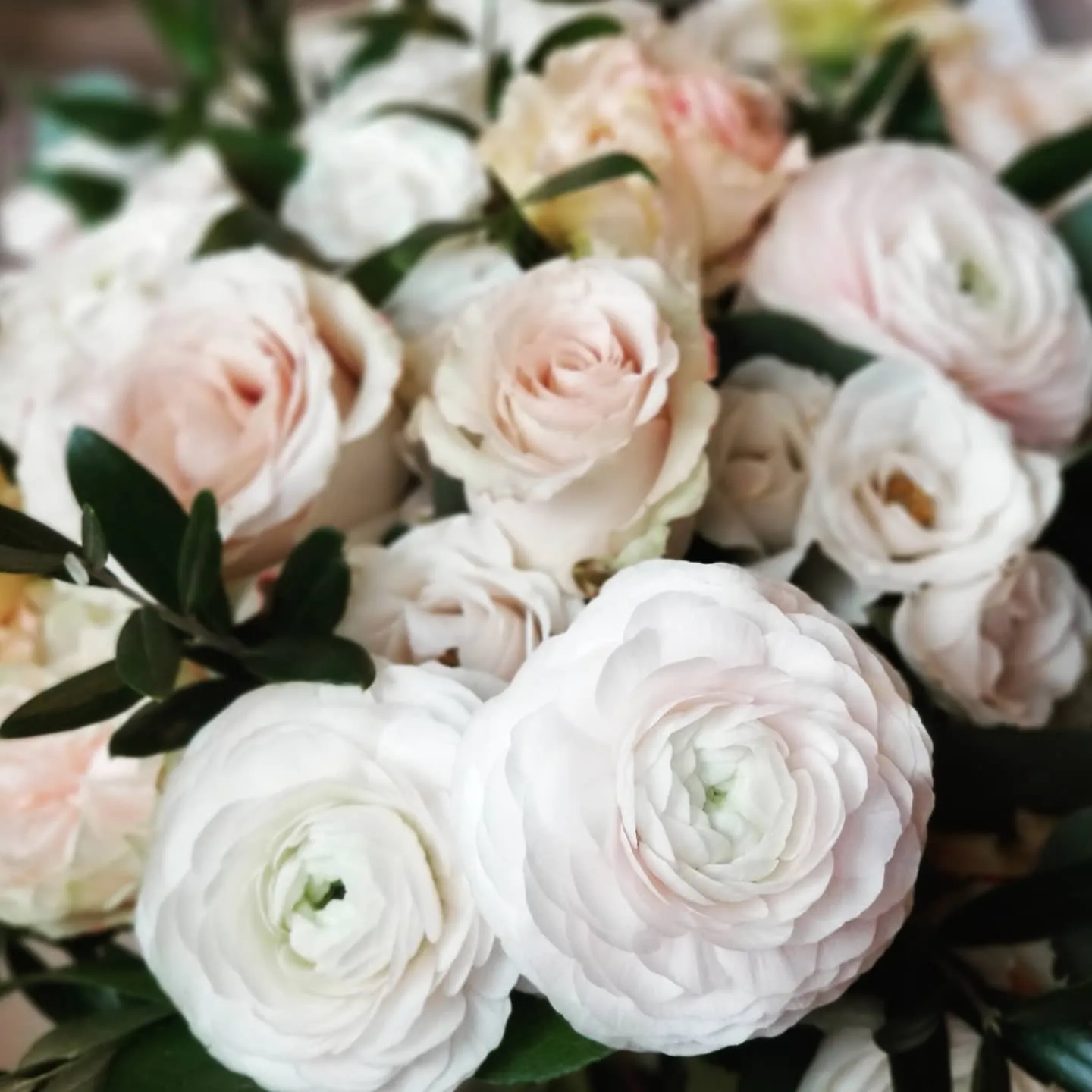 Plant FAQs: Clooney Ranunculus