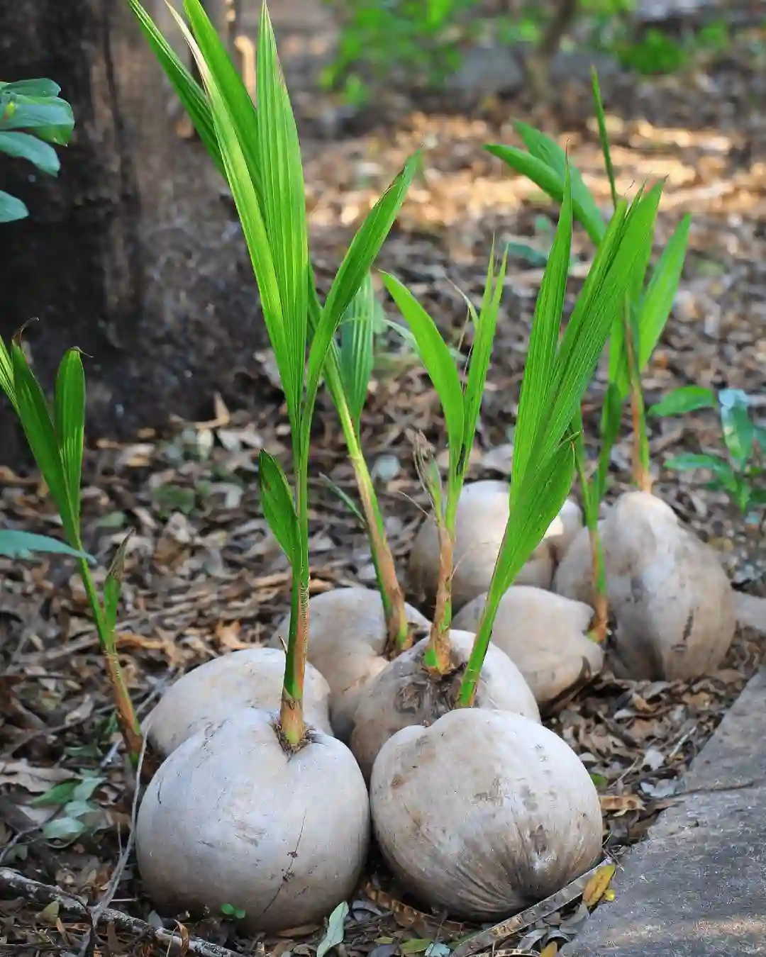 Plant FAQs: Cocos Nucifera - Coconut Tree