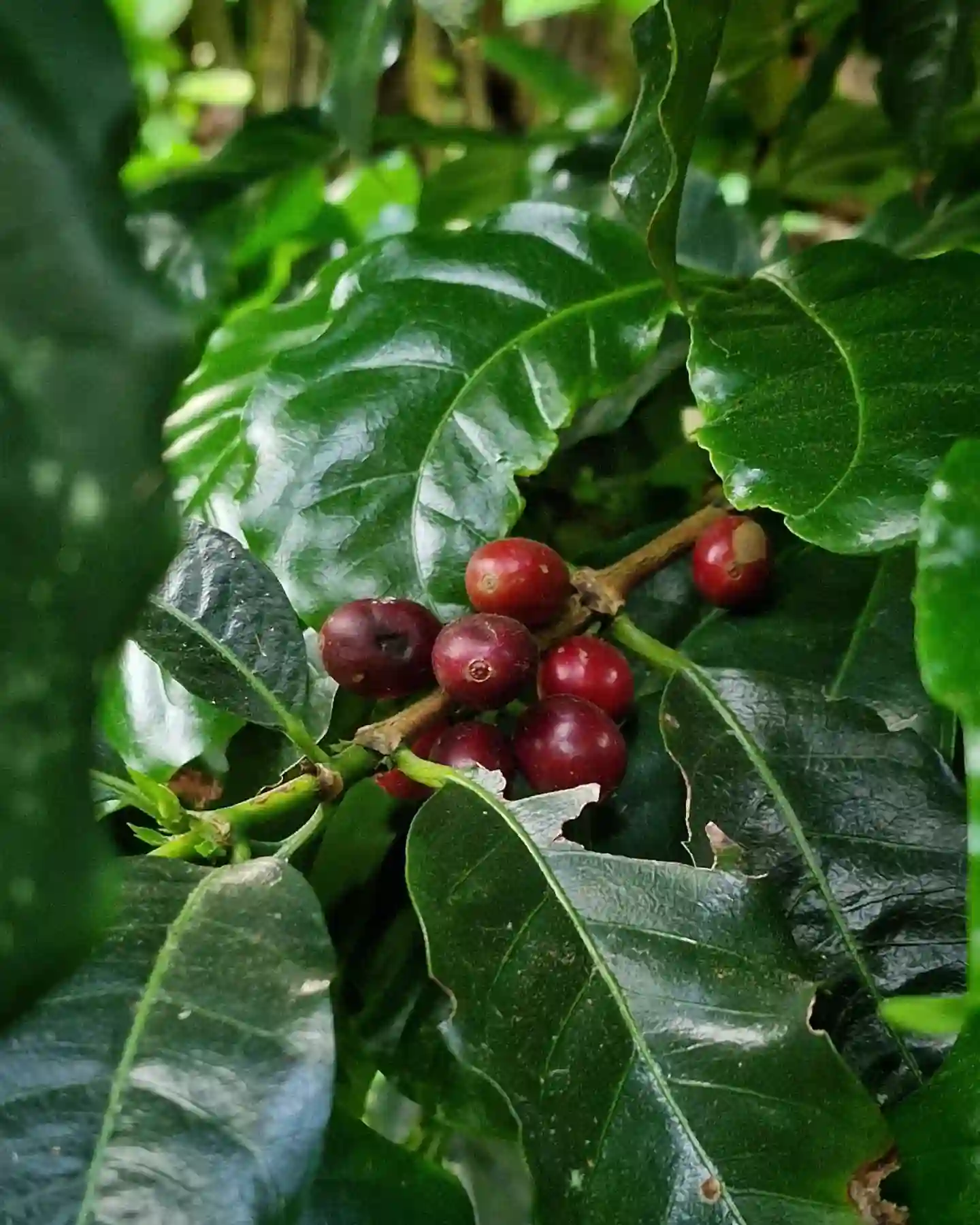 Plant FAQs: Coffea Arabica