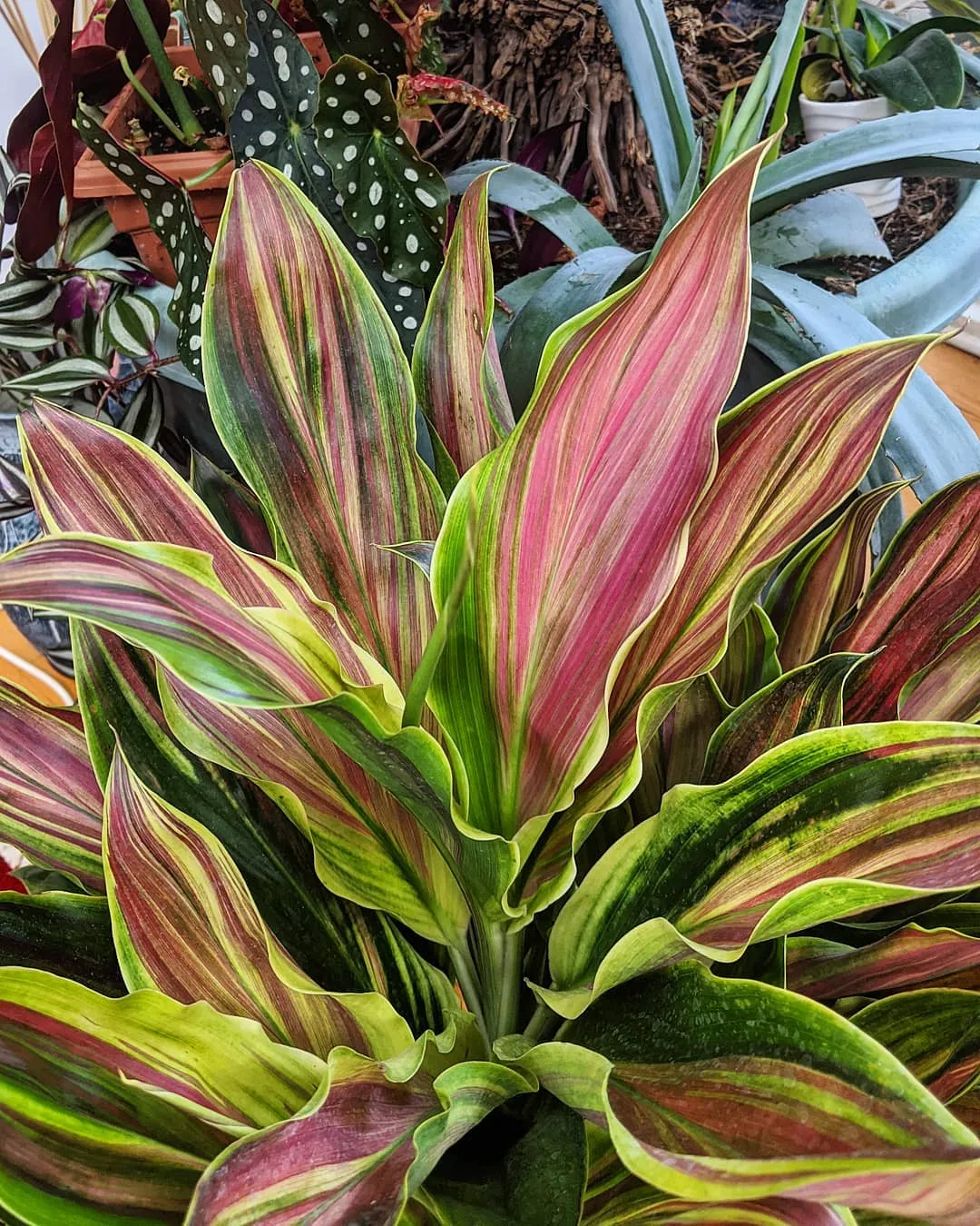 Plant FAQs: Cordyline Sherbert