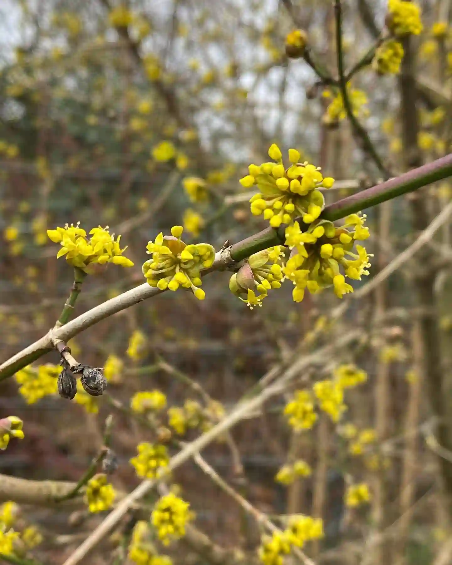 Plant FAQs: Cornus Mas - Cornelian Cherry