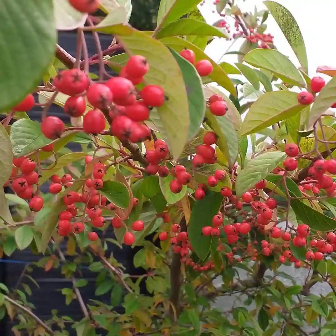 Plant FAQs: Cotoneaster Parneyi - Cotoneaster Lacteus