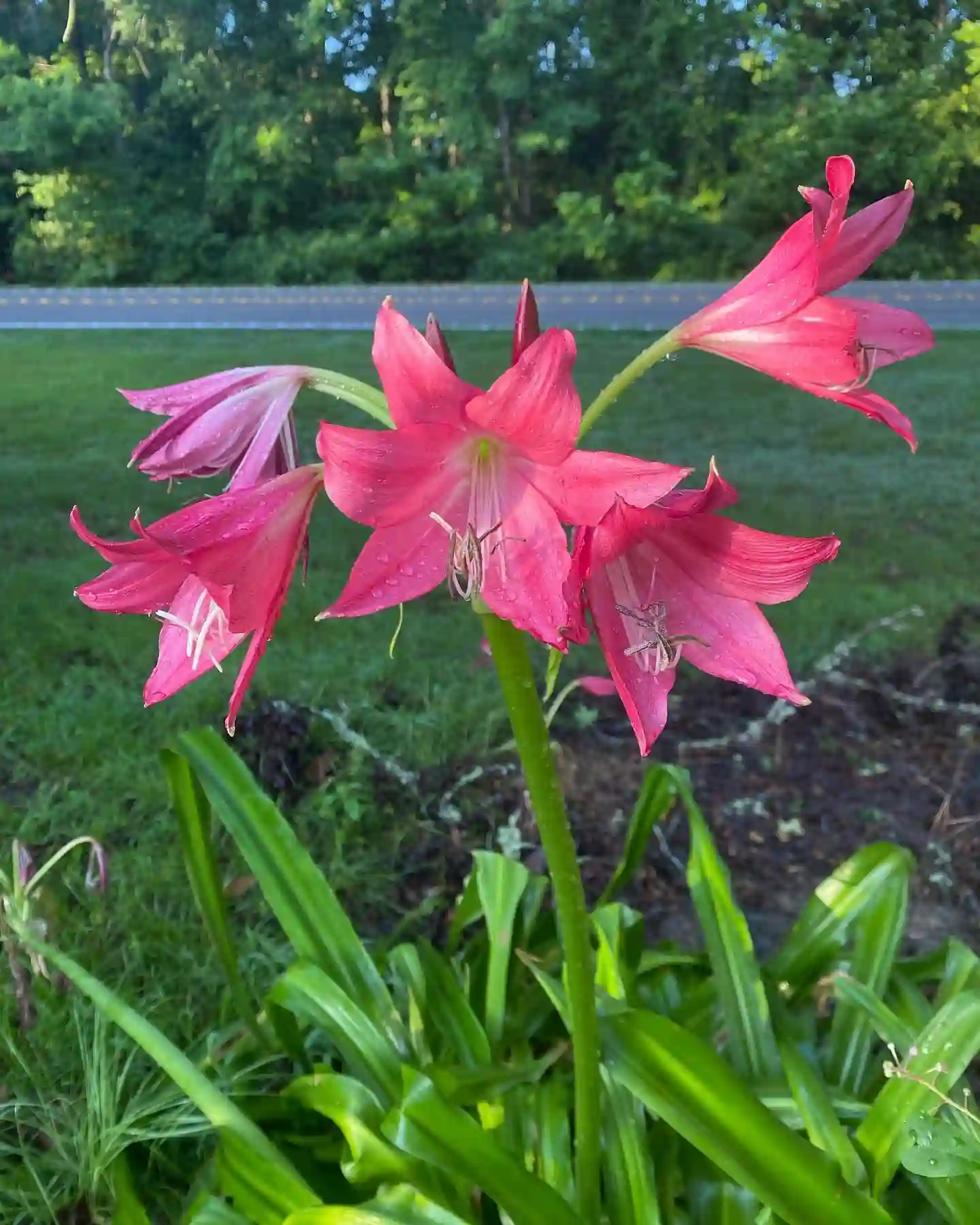 Plant FAQs: Crinum Ellen Bosanquet