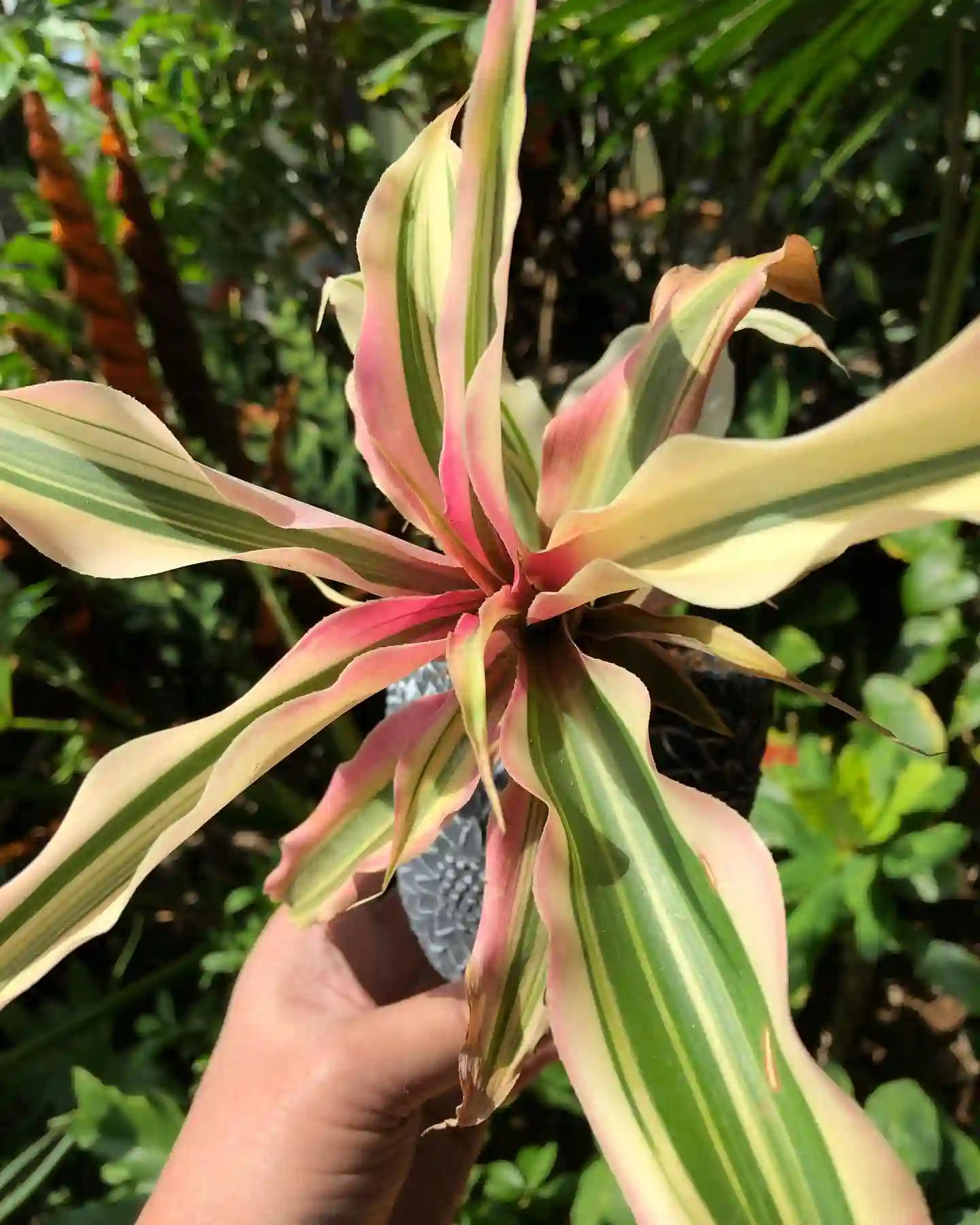 Plant FAQs: Cryptanthus Bromelioides
