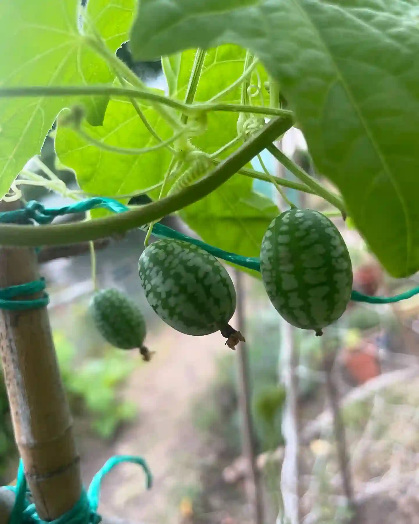 Plant FAQs: Cucamelon - Melothria Scabra