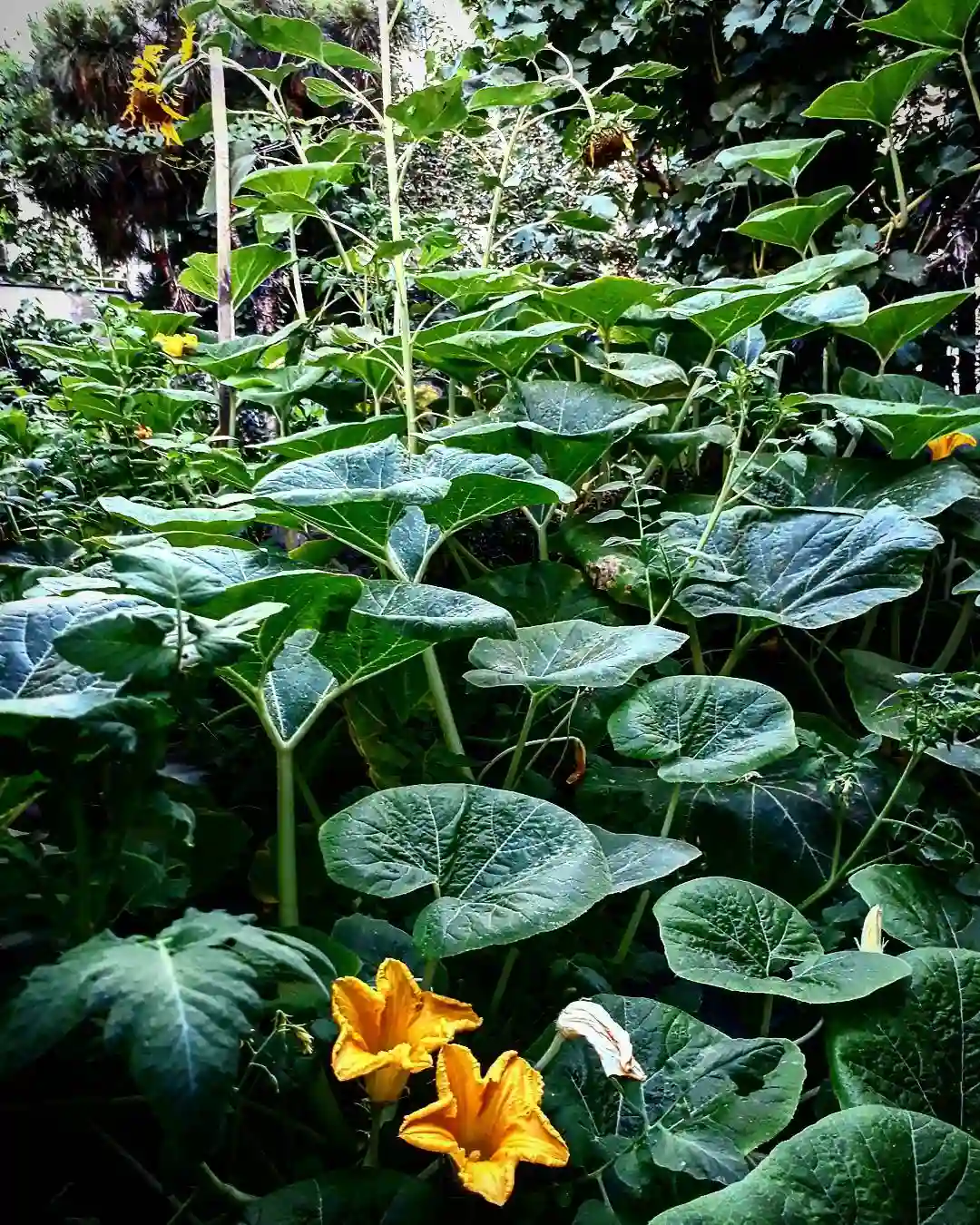 Plant FAQs: Cucurbita Maxima