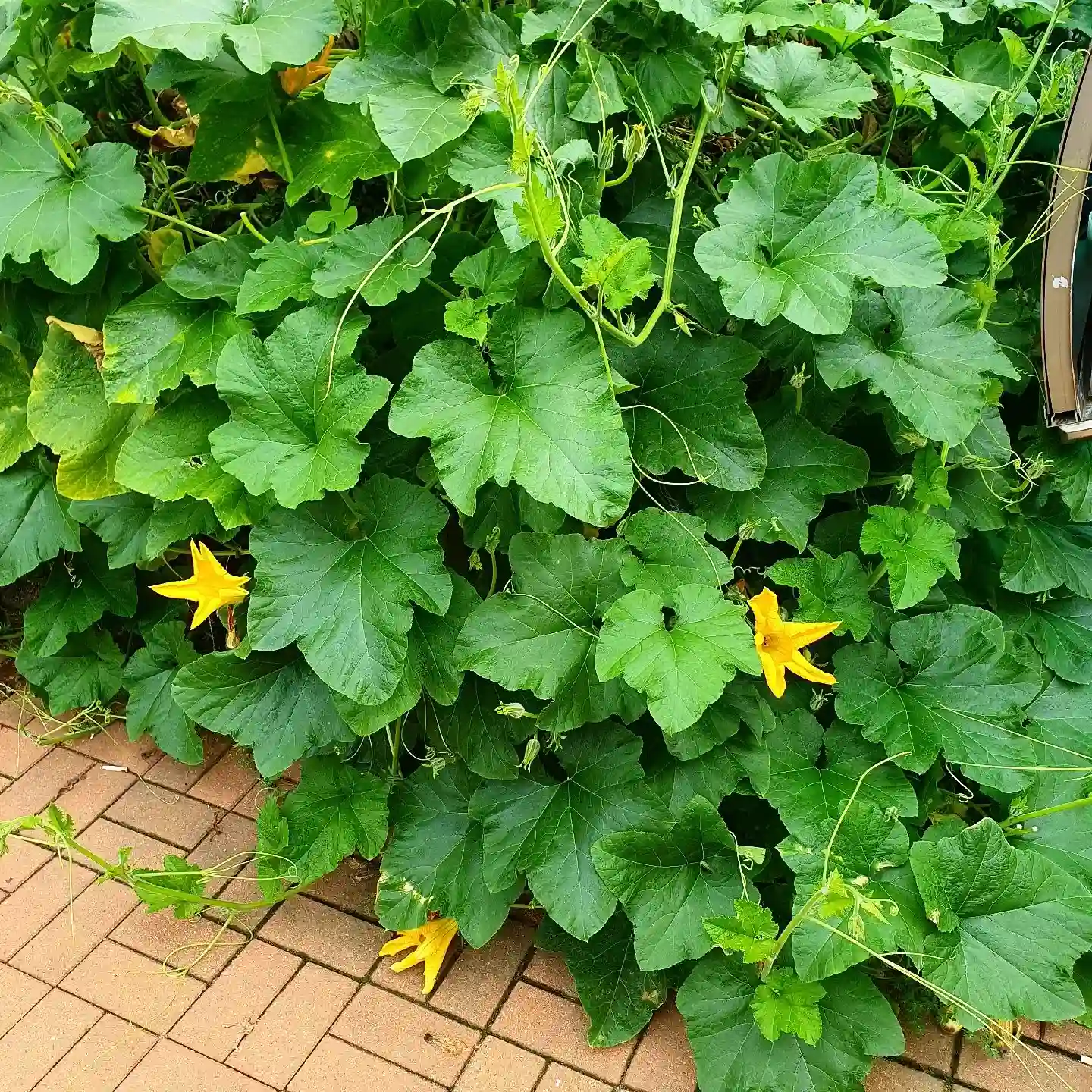 Plant FAQs: Cucurbita Moschata