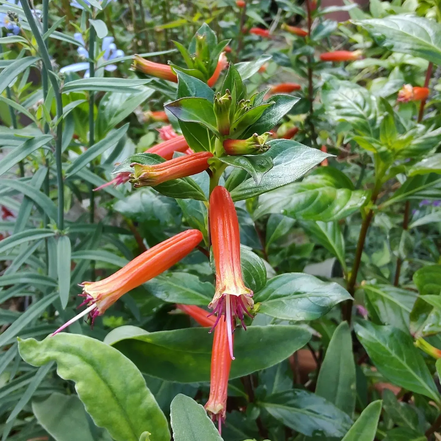 Plant FAQs: Cuphea David Verity