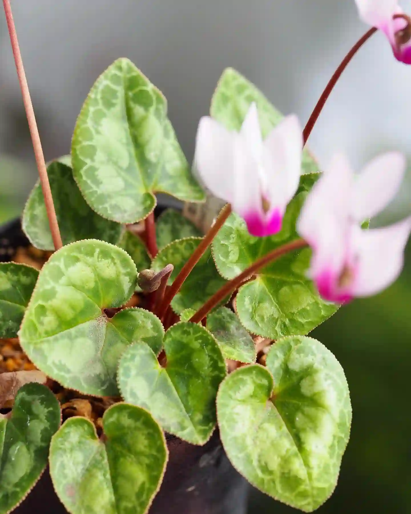 Plant FAQs: Cyclamen Persicum