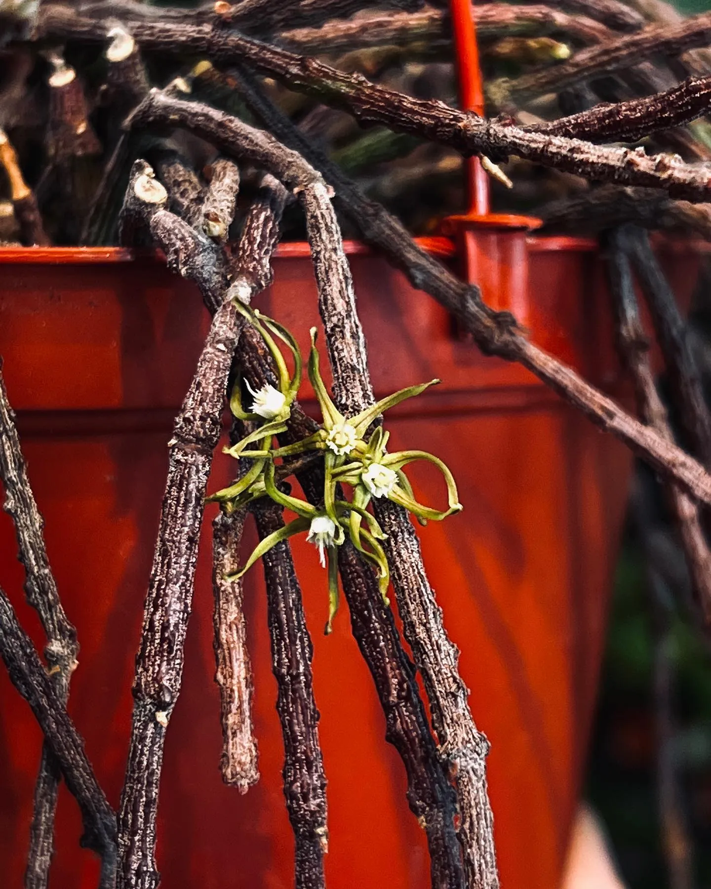Plant FAQs: Cynanchum Marnierianum - ‘Bundle of Sticks’ or ‘Dead Stick ...