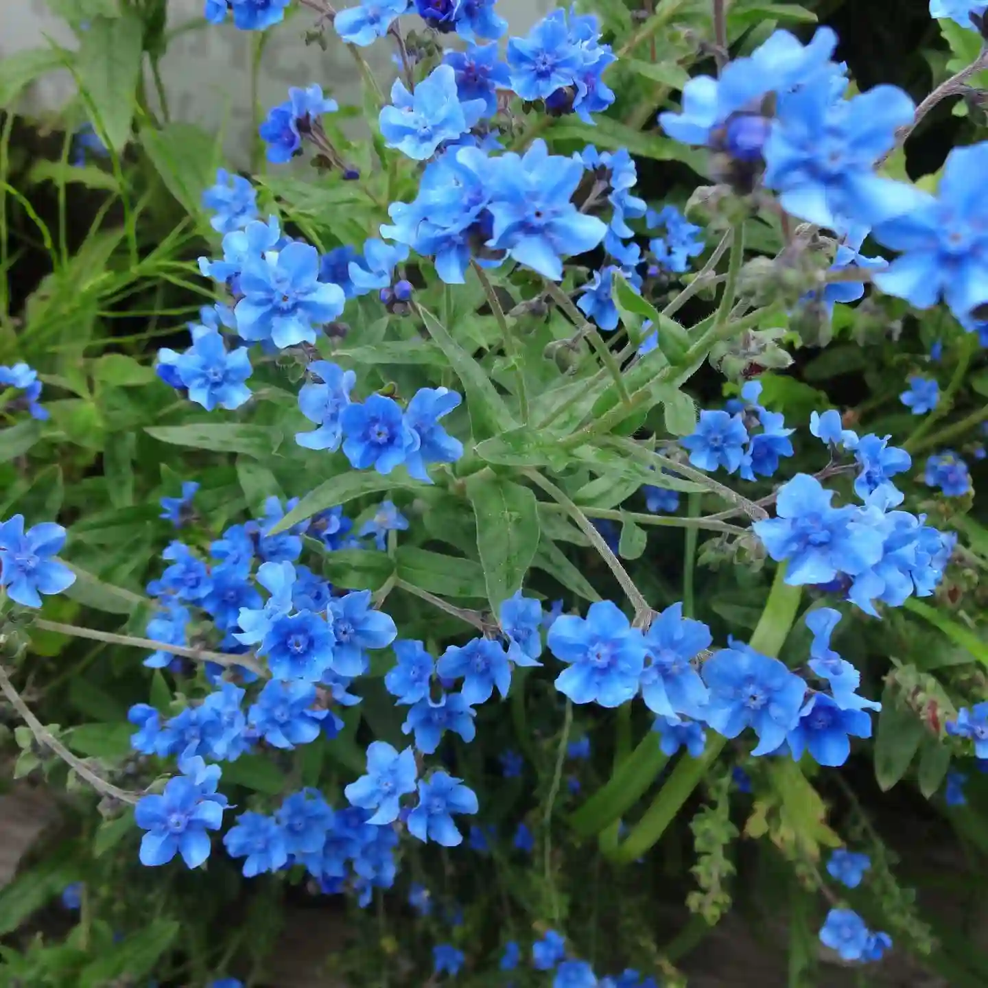 Plant FAQs: Cynoglossum Amabile - Chinese Forget-Me-Not