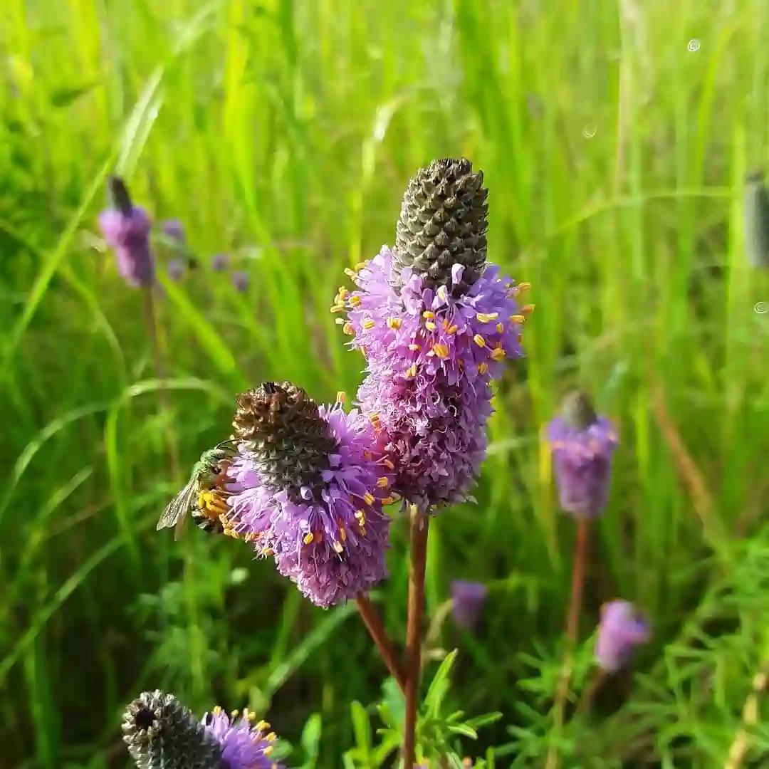 Plant FAQs: Dalea Purpurea - Purple Prairie Clover
