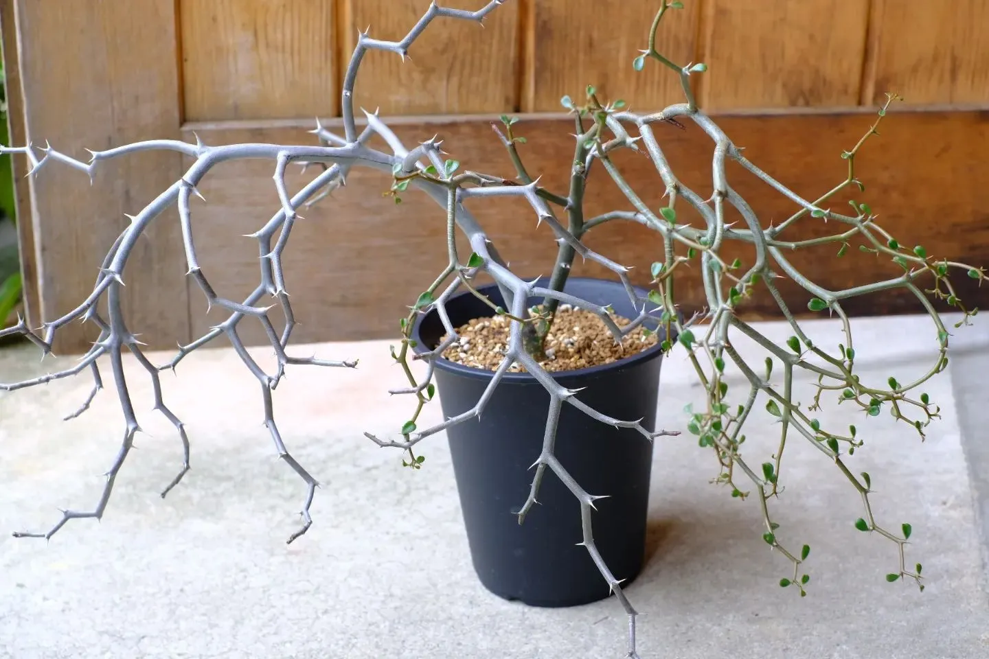 Plant FAQs: Decarya Madagascariensis