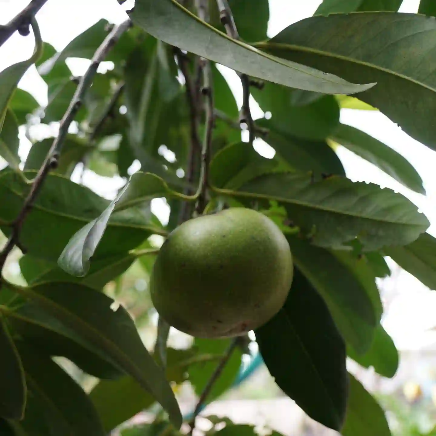 Plant FAQs: Diospyros Nigra - Black Persimmon