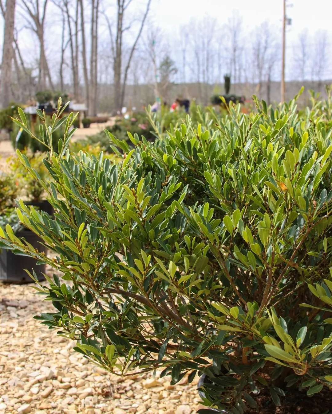 Plant FAQs: Distylium Swing Low