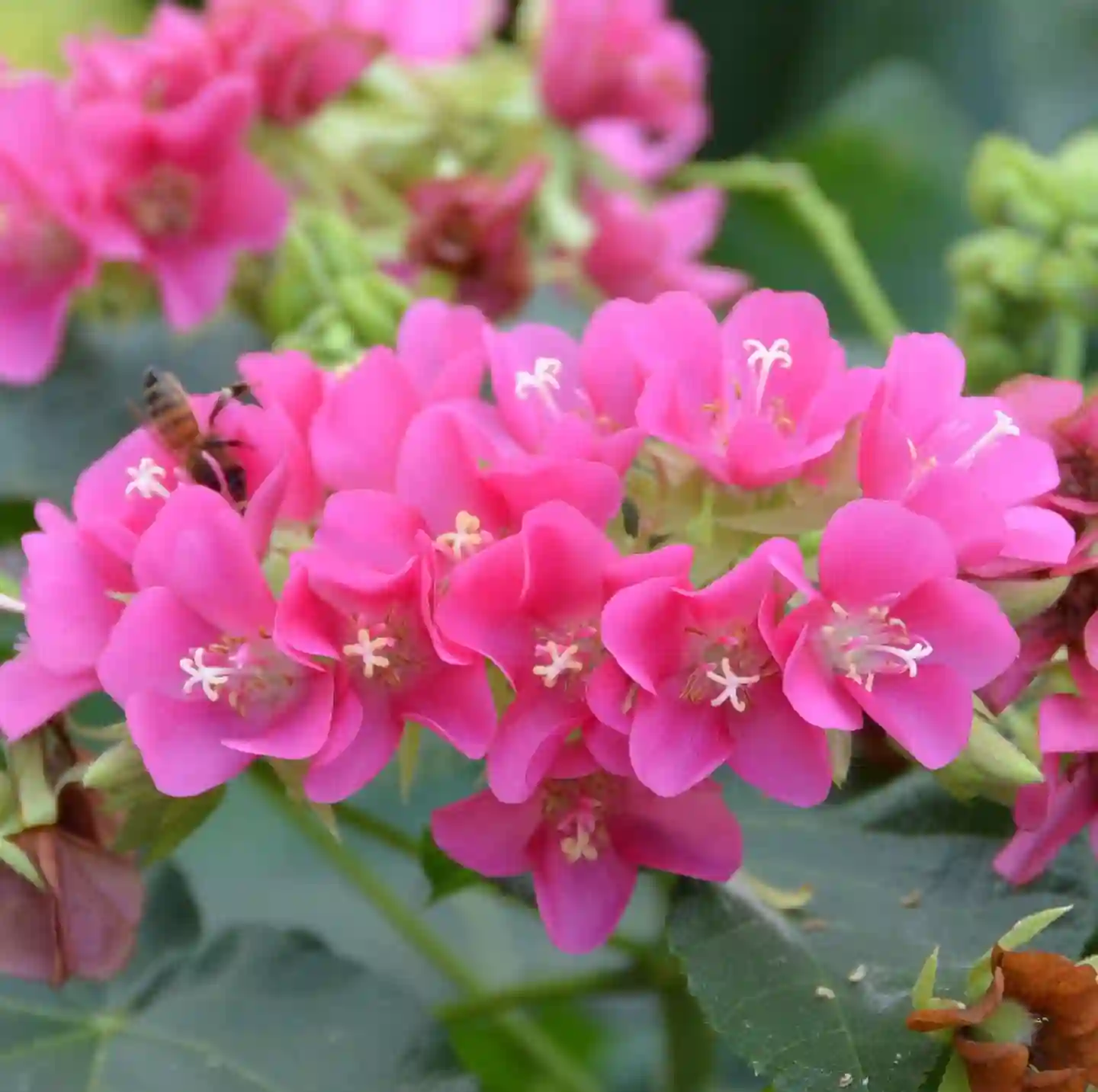 Plant FAQs: Dombeya Seminole