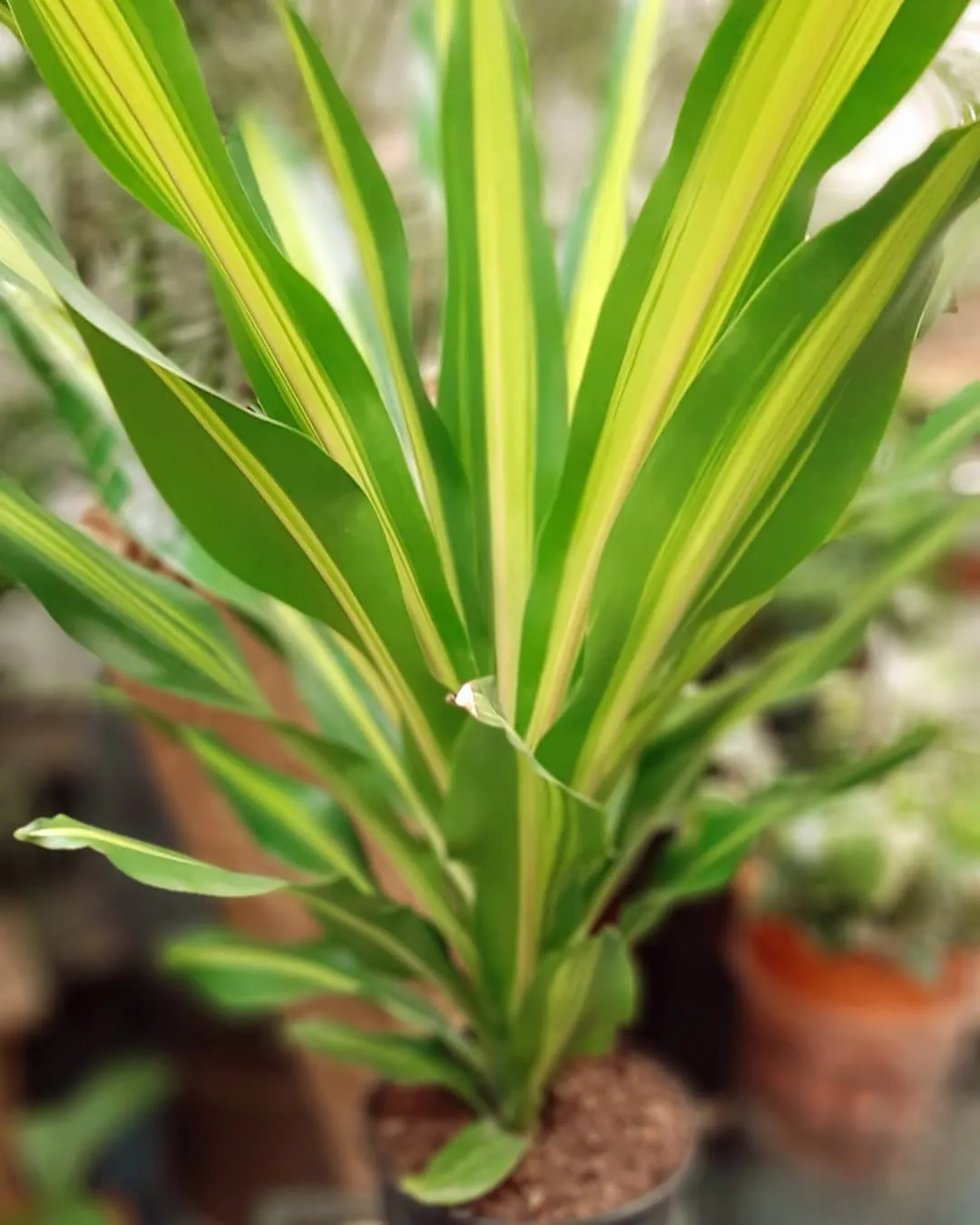 Plant FAQs: Dracaena Giganta