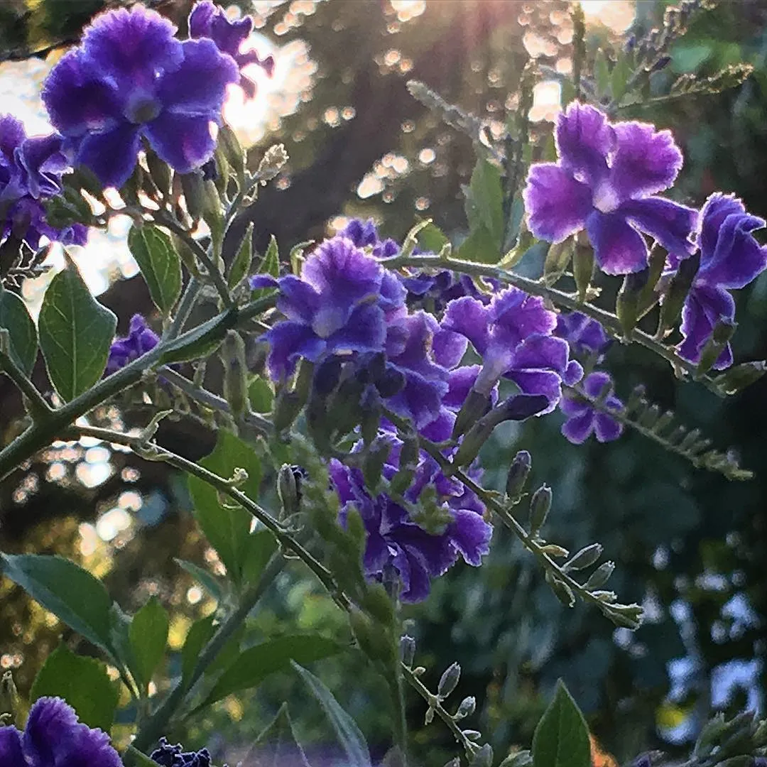 Plant FAQs: Duranta Sweet Memory - Duranta Erecta