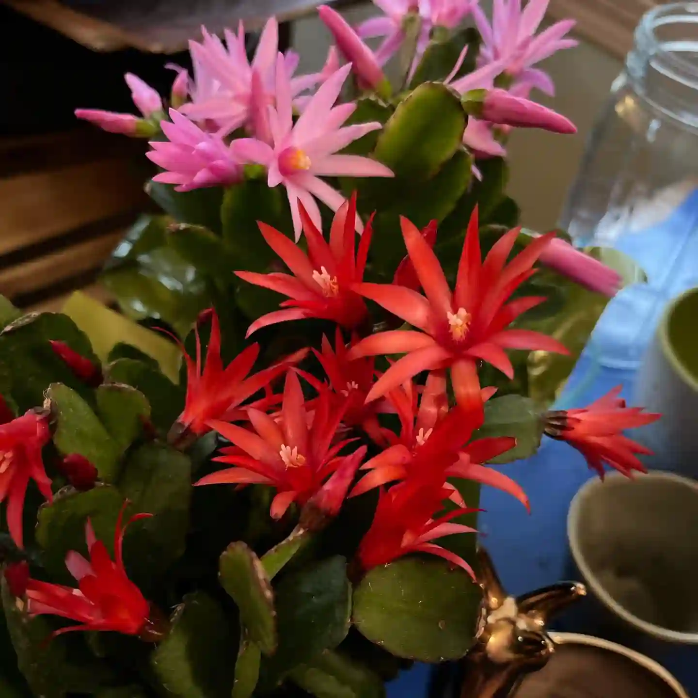 Plant FAQs: Easter Cactus - Rhipsalidopsis Gaertneri