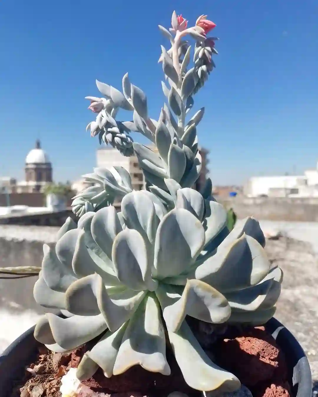 Plant FAQs: Echeveria Runyonii