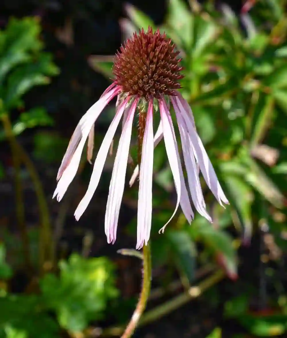 Plant FAQs: Echinacea Pallida - Pale Purple Coneflower