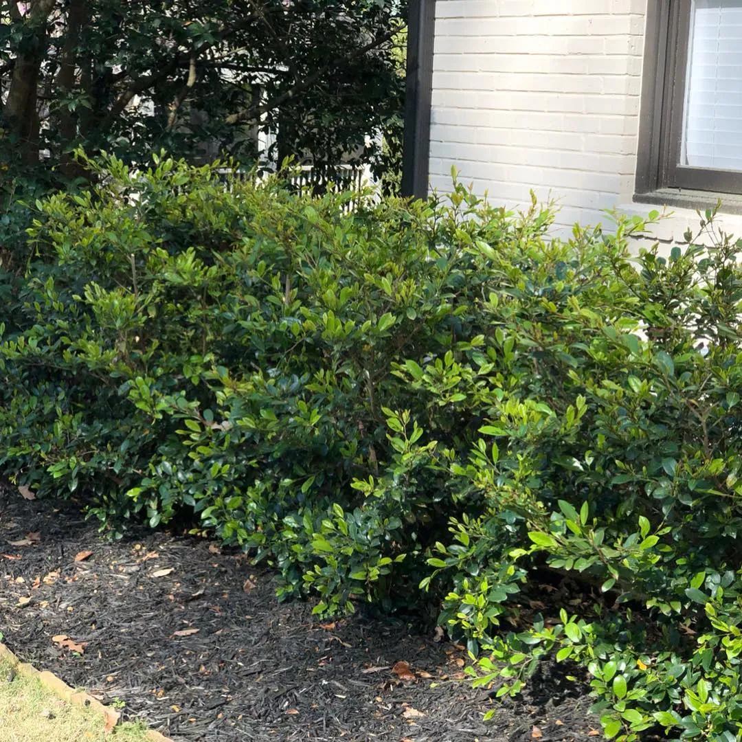 Plant FAQs: Emerald Heights Distylium