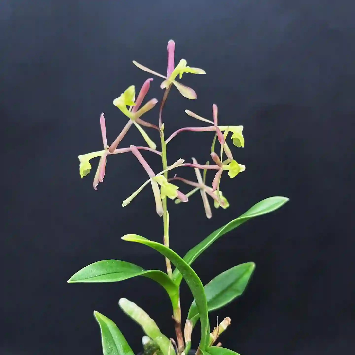 Plant FAQs: Epidendrum Magnoliae - Epidendrum Conopseum