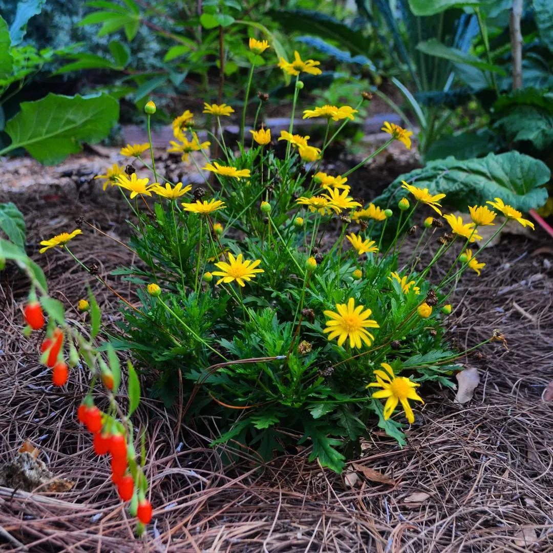 Plant FAQs: Euryops Athena Sun