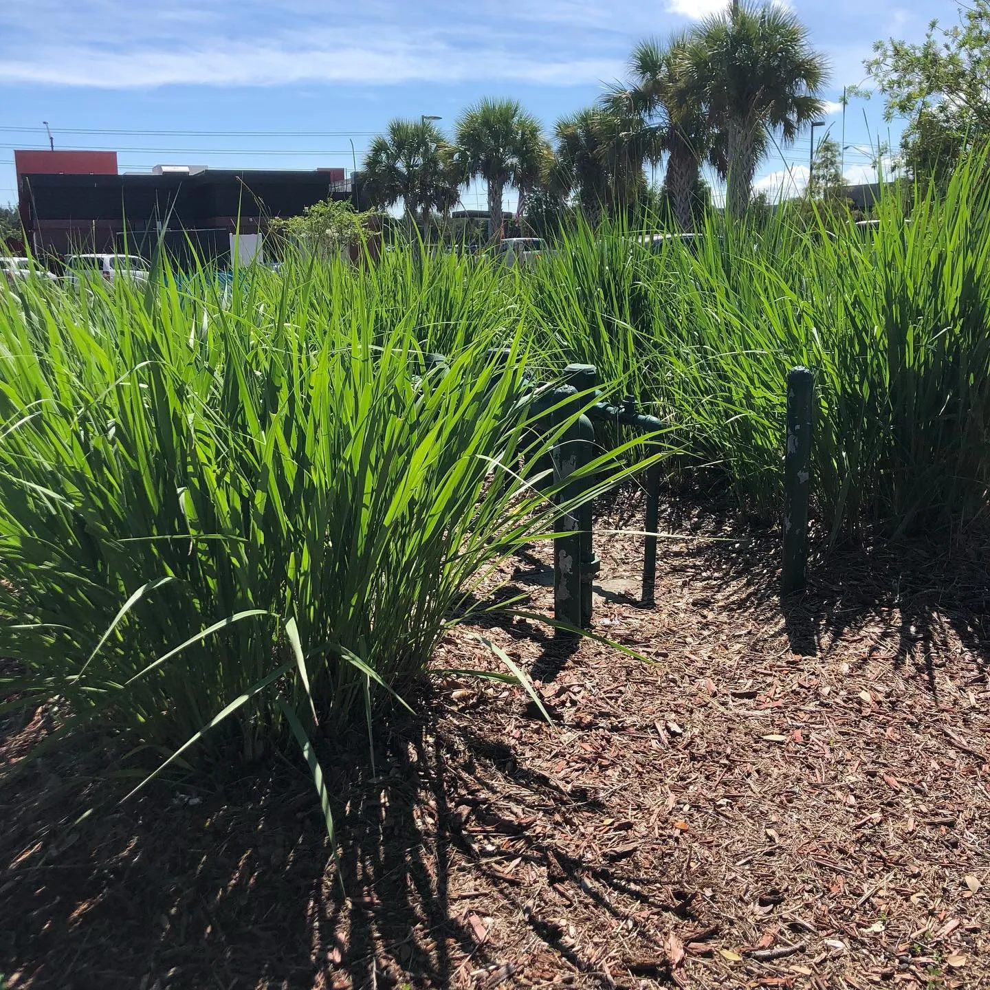 Plant FAQs: Fakahatchee Grass - Tripsacum Dactyloides