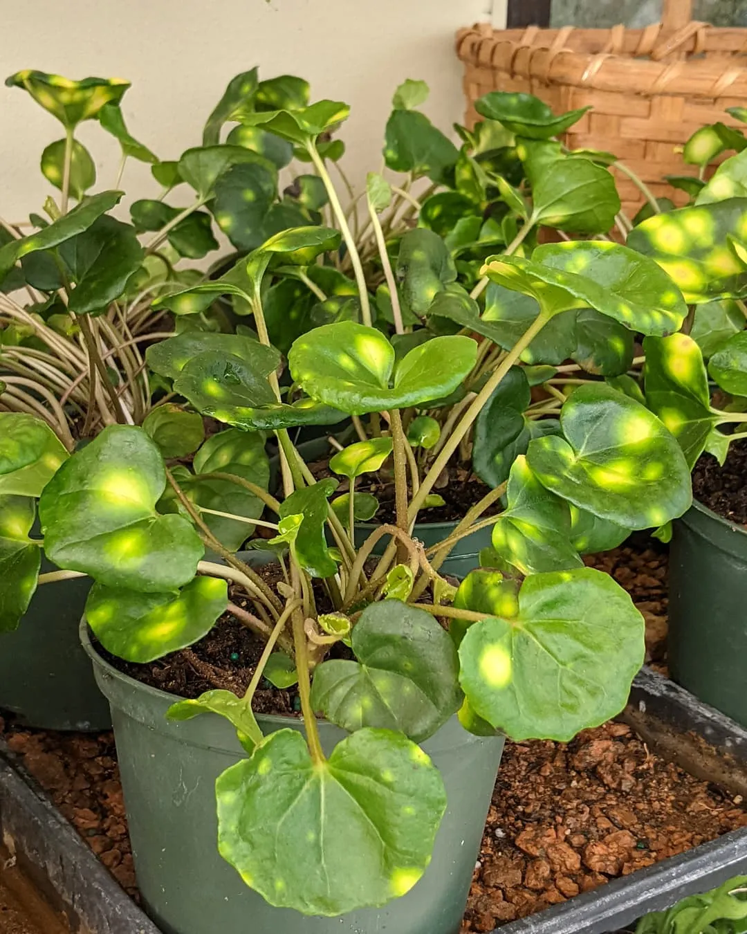 Plant FAQs: Farfugium Firefly
