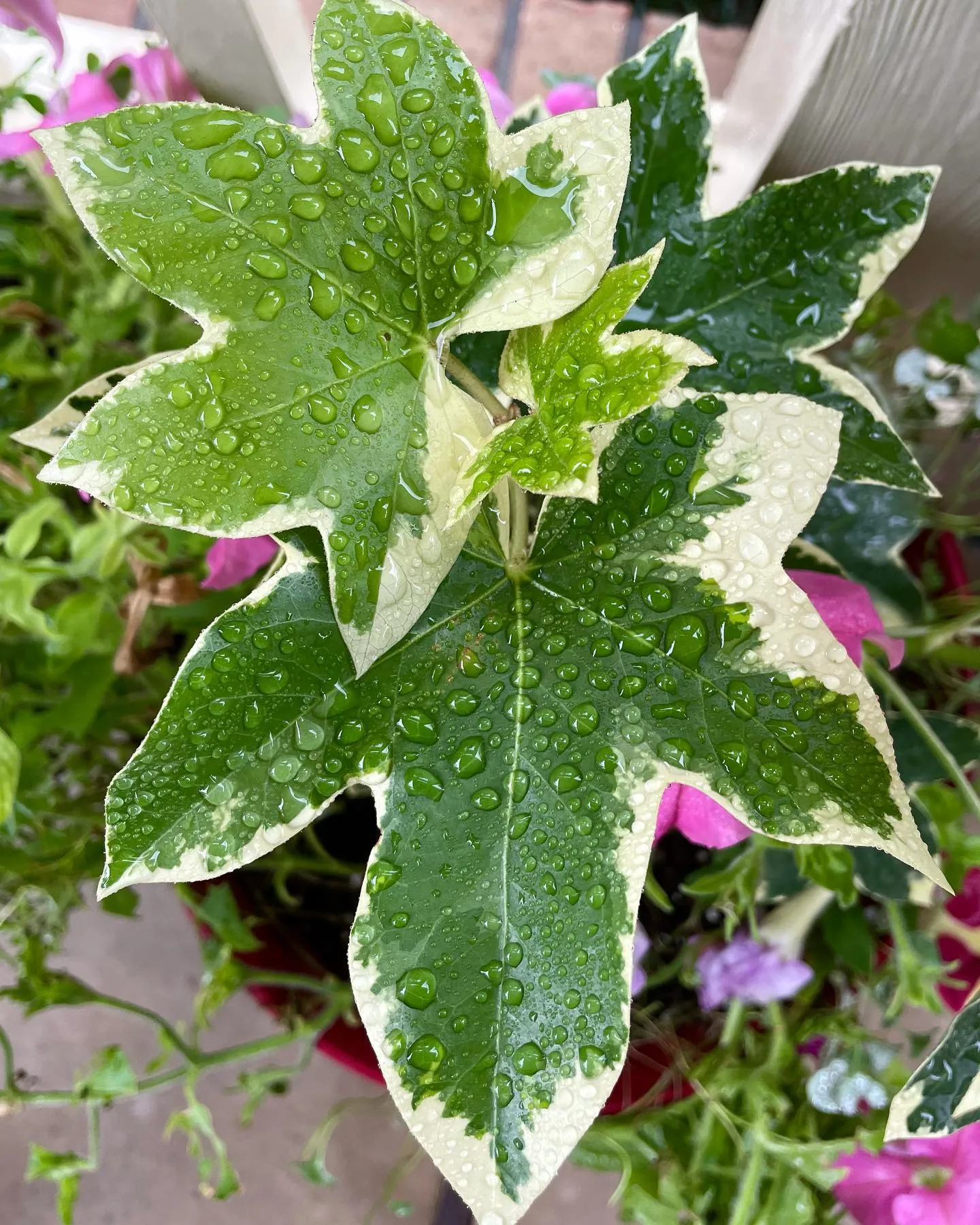 Plant FAQs: Fatshedera Angyo Star