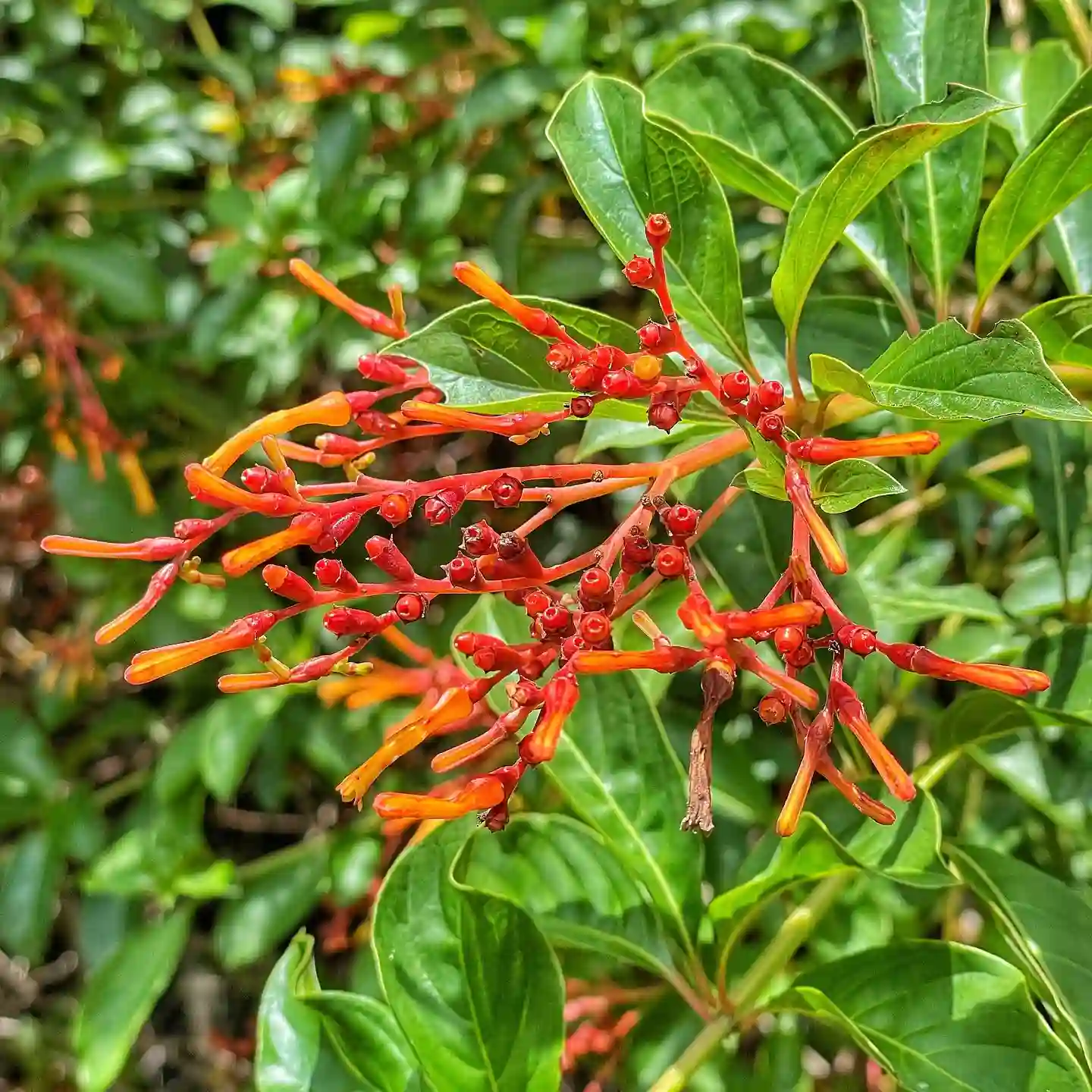 Plant FAQs: Firebush - Hamelia Patens
