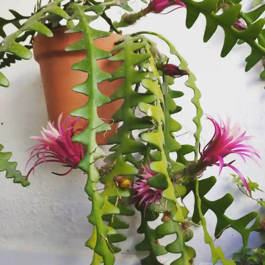 Plant FAQs: Fishbone Cactus - Epiphyllum Anguliger