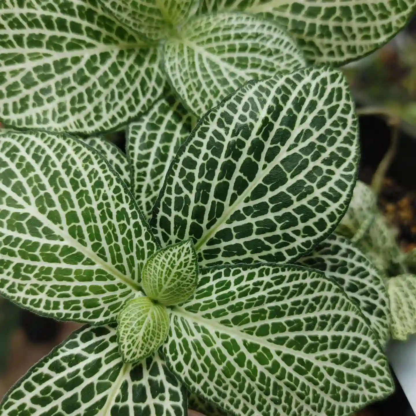 Plant FAQs: Fittonia Albivenis