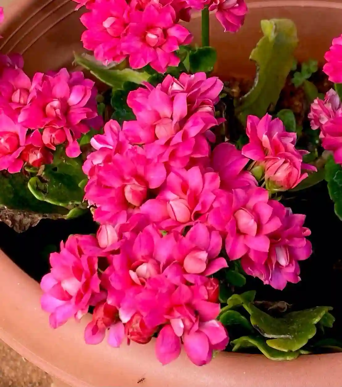 Plant FAQs: Flaming Katy - Kalanchoe Blossfeldiana