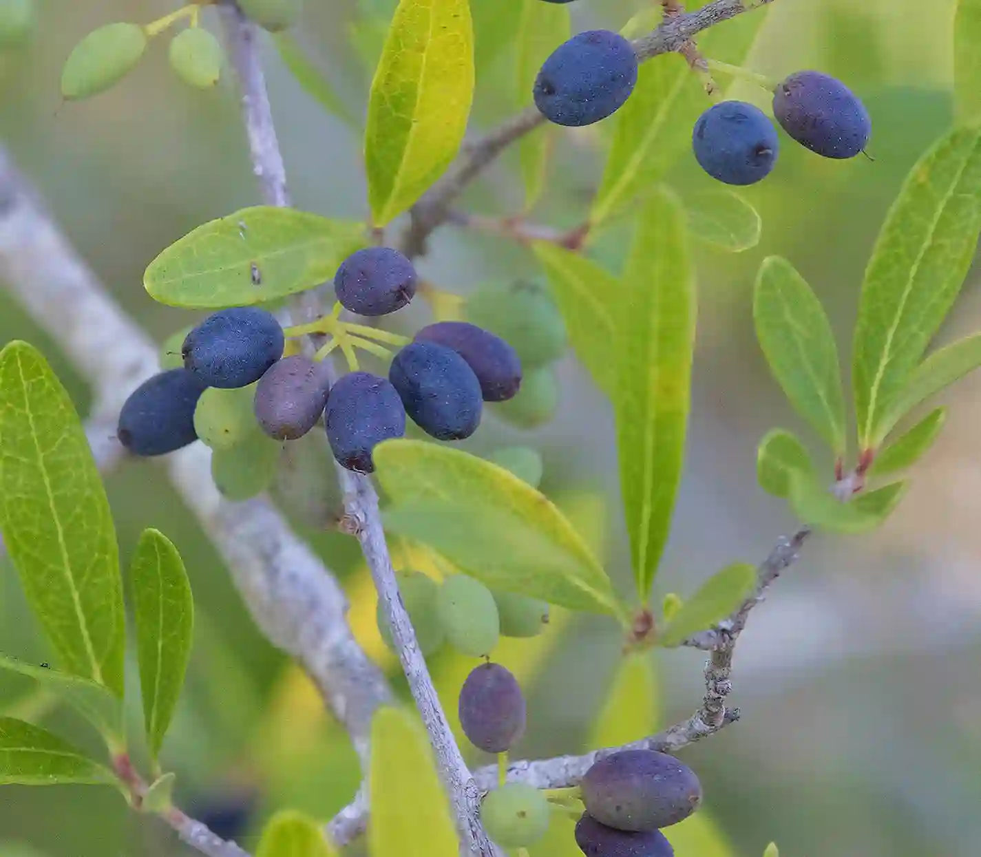 Plant FAQs: Forestiera Segregata