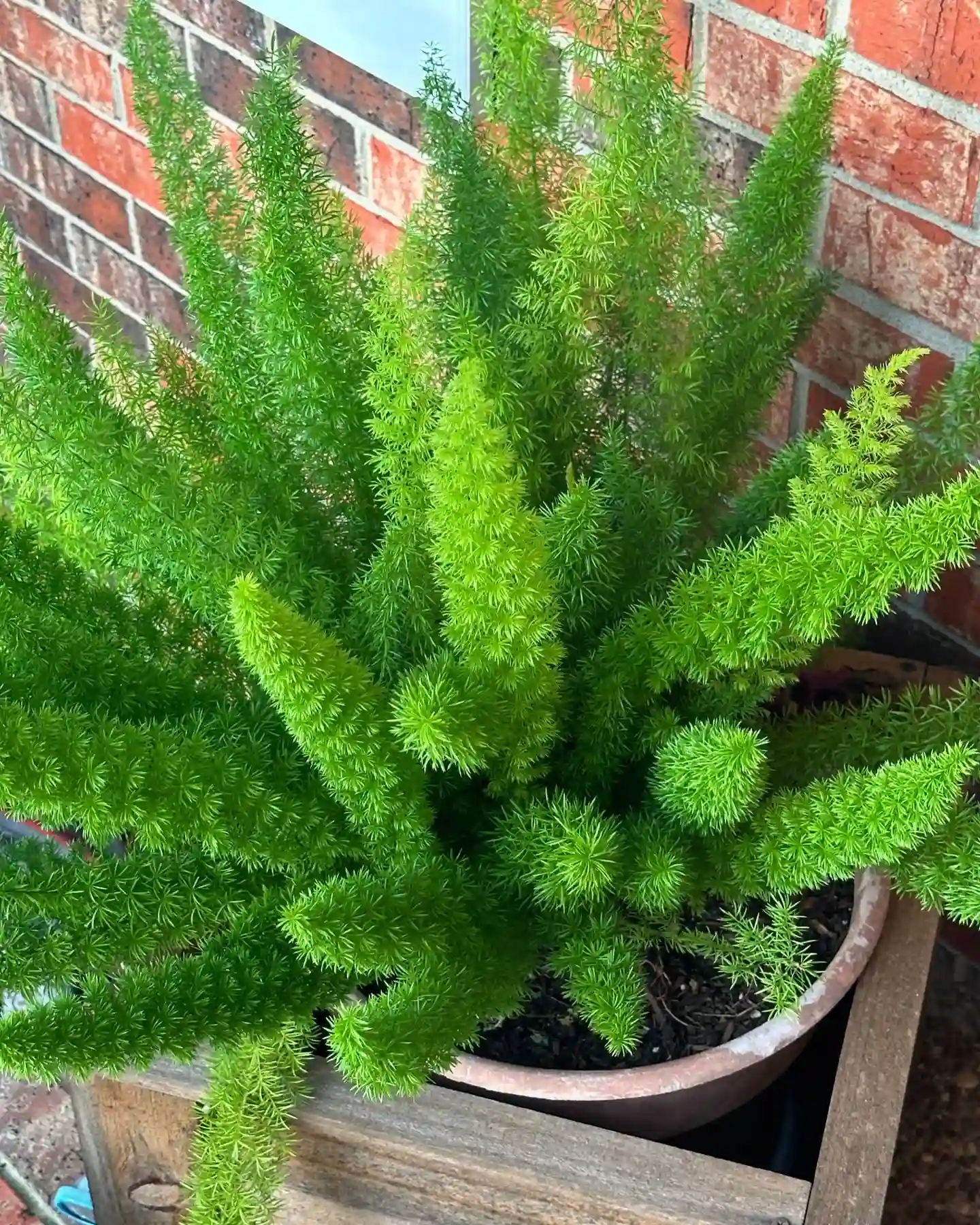 Plant FAQs: Foxtail Fern - Asparagus Densiflorus