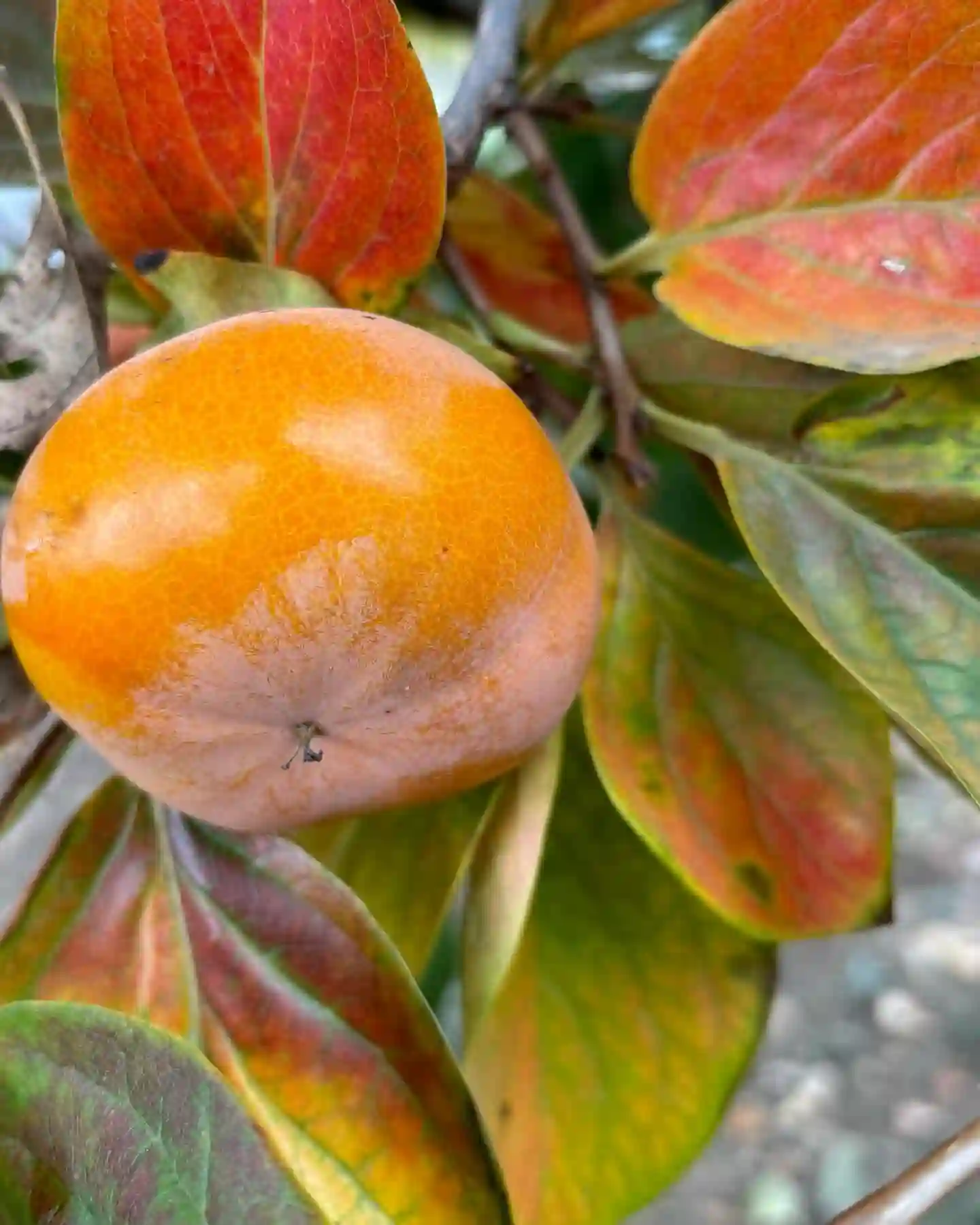 Plant FAQs: Fuyu Persimmon - Diospyros Kaki 'Fuyu'