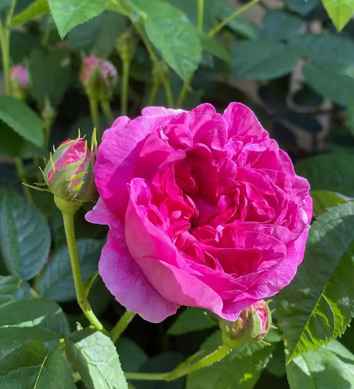 Plant FAQs: Rosa Gallica - Gallica Rose