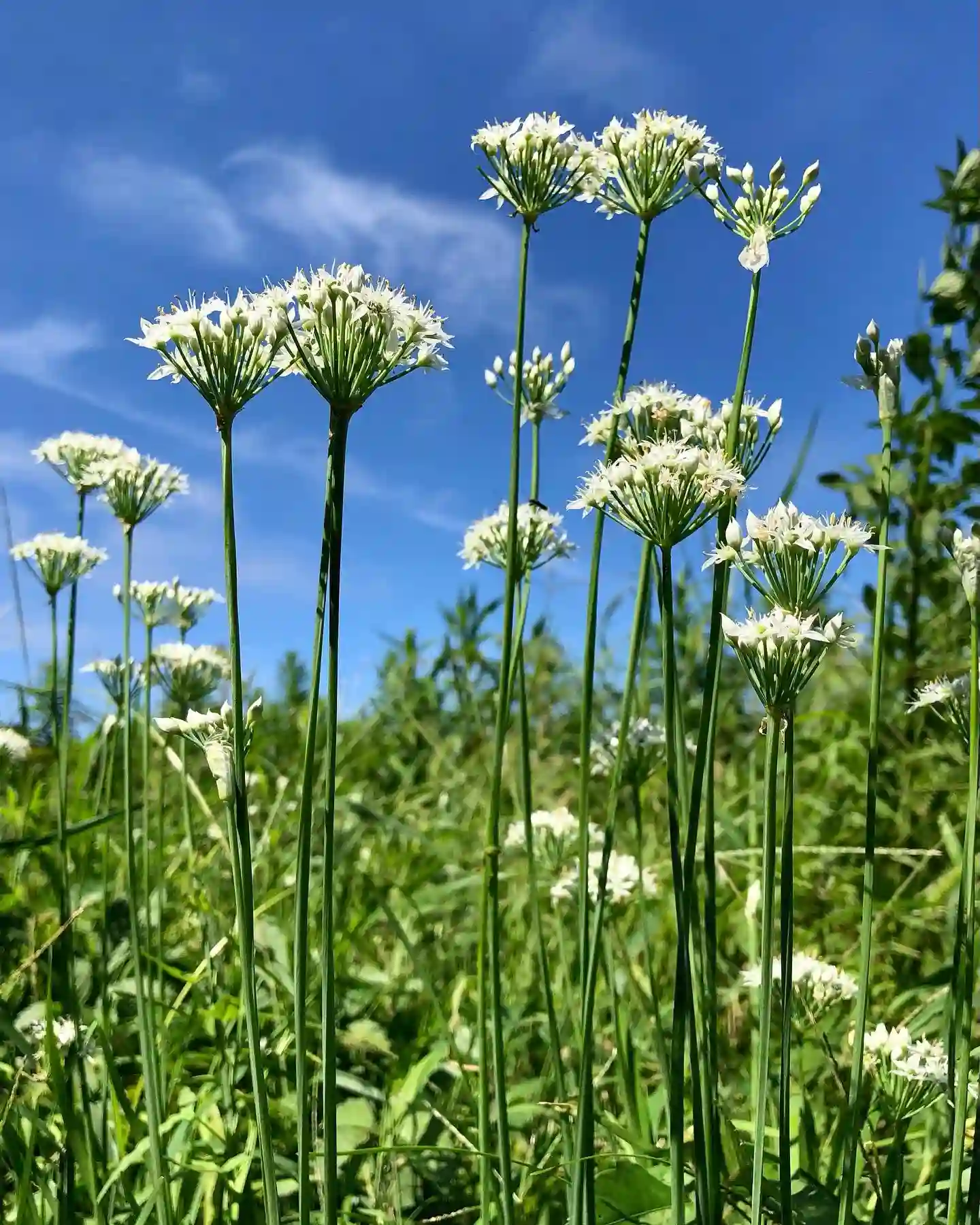 Plant FAQs: Garlic Chives - Allium Tuberosum